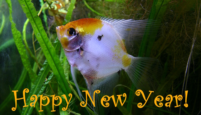 Long Island Aquarium Society | Long Island's Oldest Aquarium Club